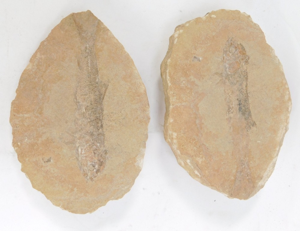 A group of fossils, comprising two fish bodies in rock, 19cm wide ...