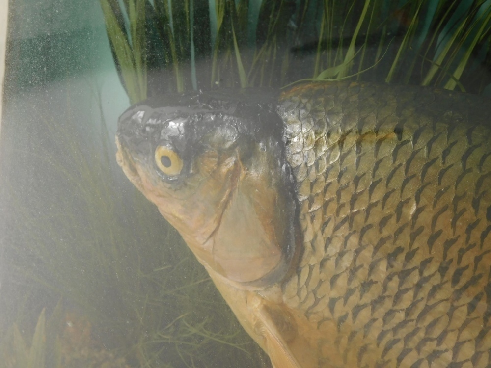 A 1930s taxidermy fish, in bow front case, by J Cooper, stencilled to ...