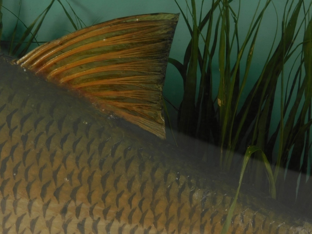 A 1930s taxidermy fish, in bow front case, by J Cooper, stencilled to ...