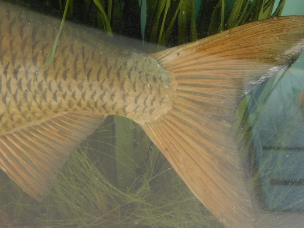 A 1930s taxidermy fish, in bow front case, by J Cooper, stencilled to ...